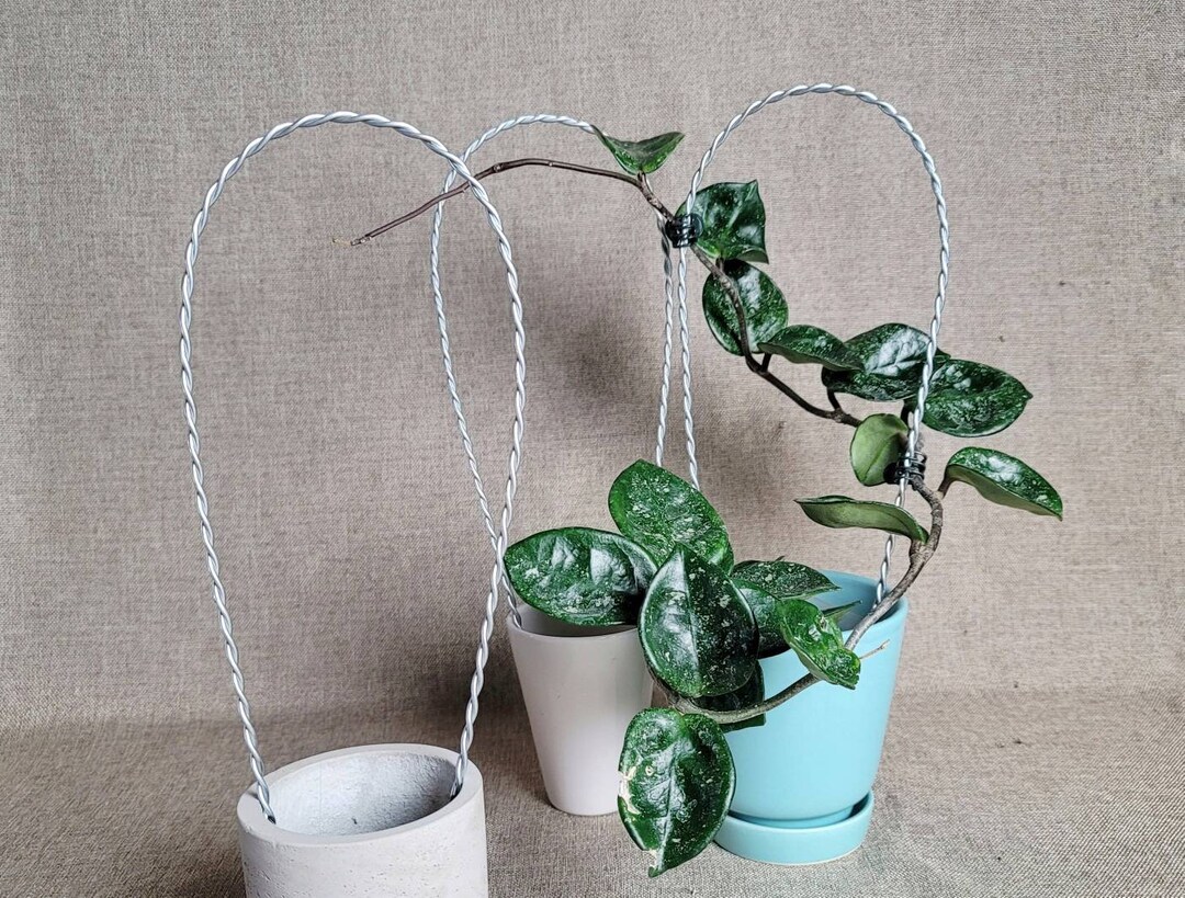 Set of 3, 12in U-shape Medium Trellis for Indoor House Plants, Hoyas ...