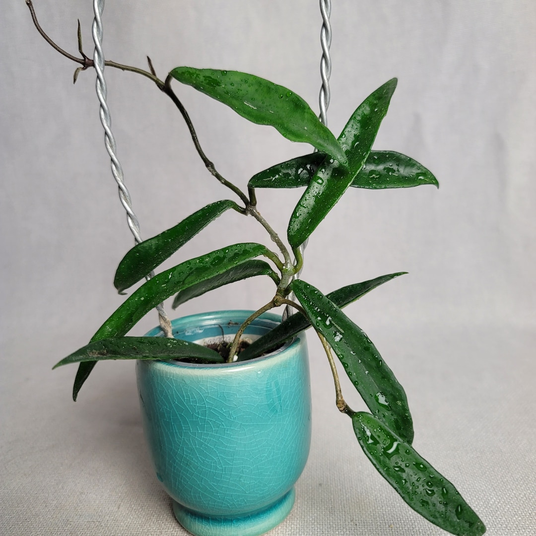 Hoya Minibelle, Slender Attractive Leaves, Rooted and Growing Hoya ...