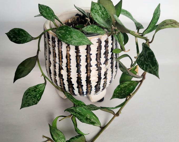 Hoya Lacunosa Leopard Skin, Small Growing Wax Plant With Stable Light ...