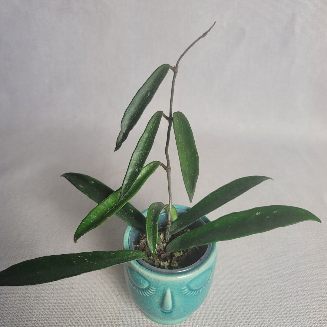 Hoya Minibelle, Slender Attractive Leaves, Rooted and Growing Hoya ...