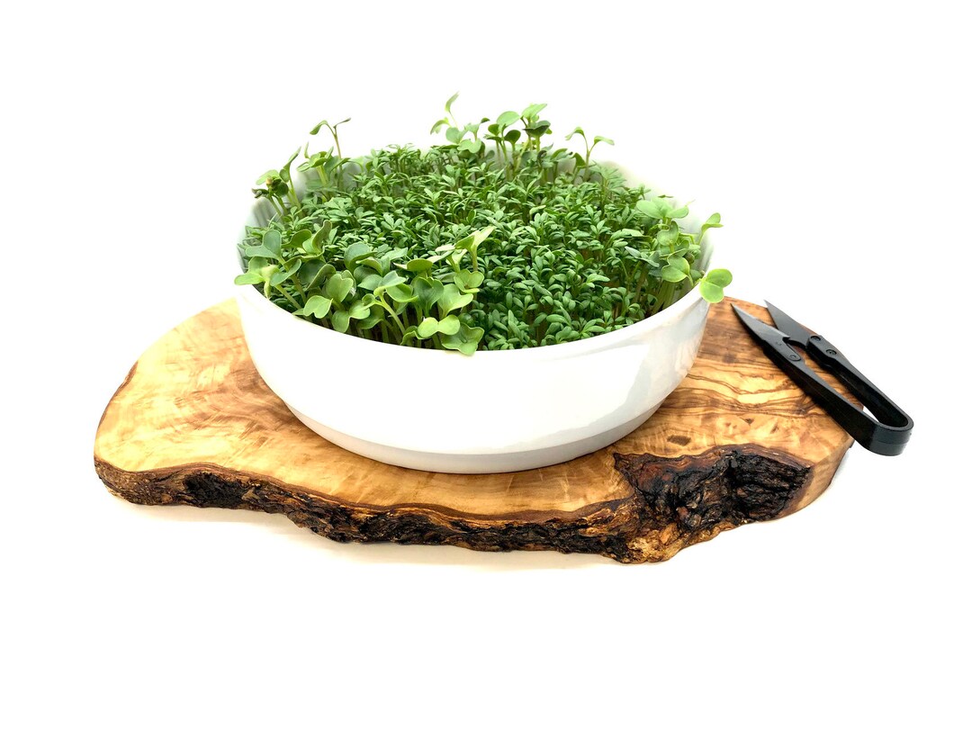 Sowing and Harvesting Cress in the Pot Optionally With Herb Shears ...