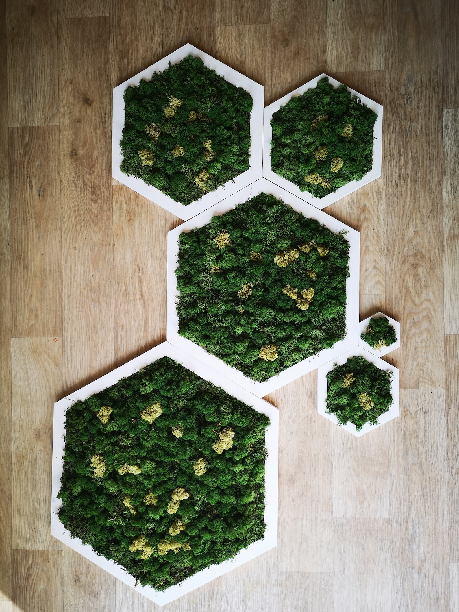 Honey Comb Moss XXL/ Reindeer Moss/ Home & Living/ Hanging Art/ Wall ...