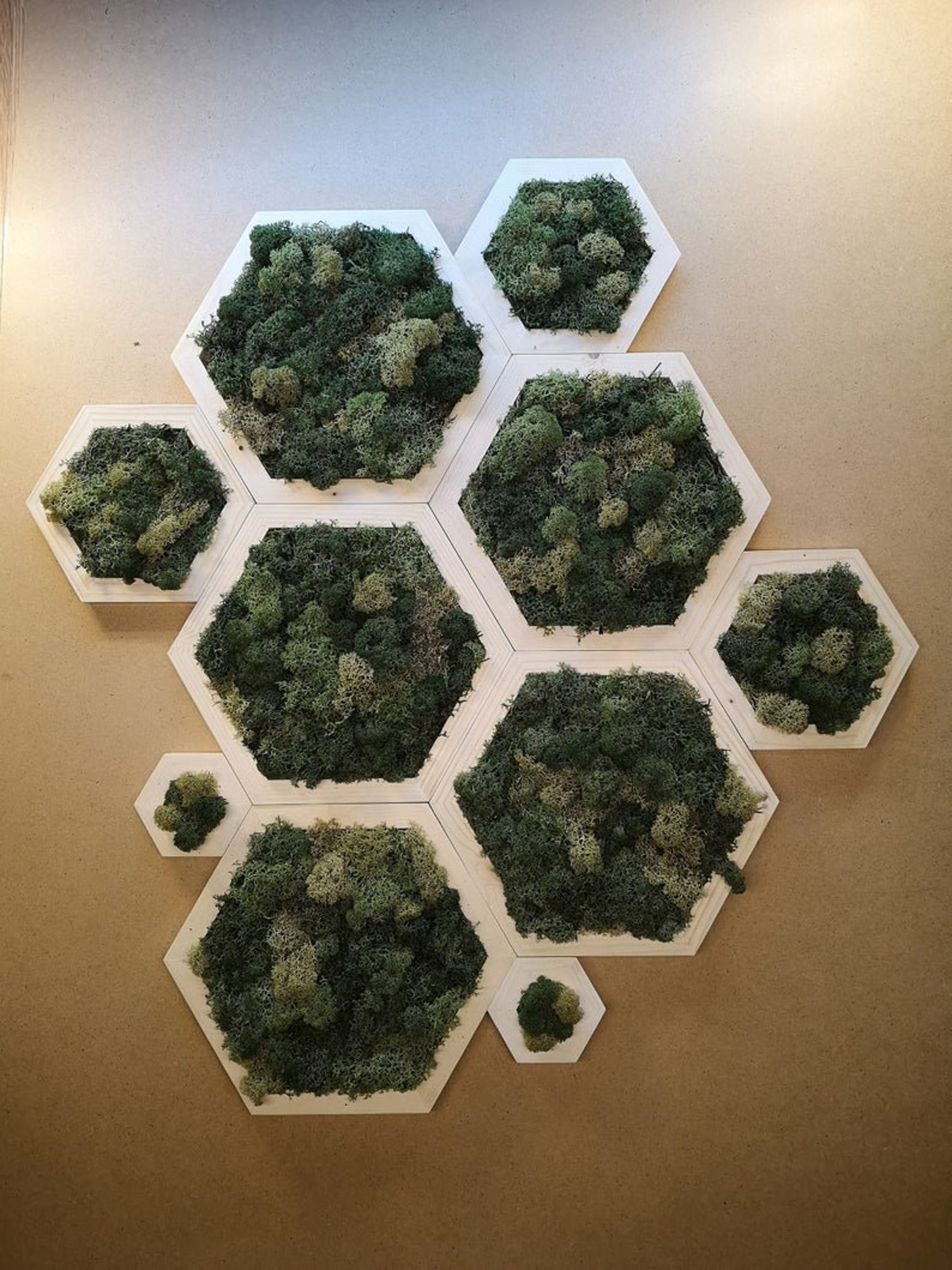 Honey Comb Moss XXL/ Reindeer Moss/ Home & Living/ Hanging Art/ Wall ...