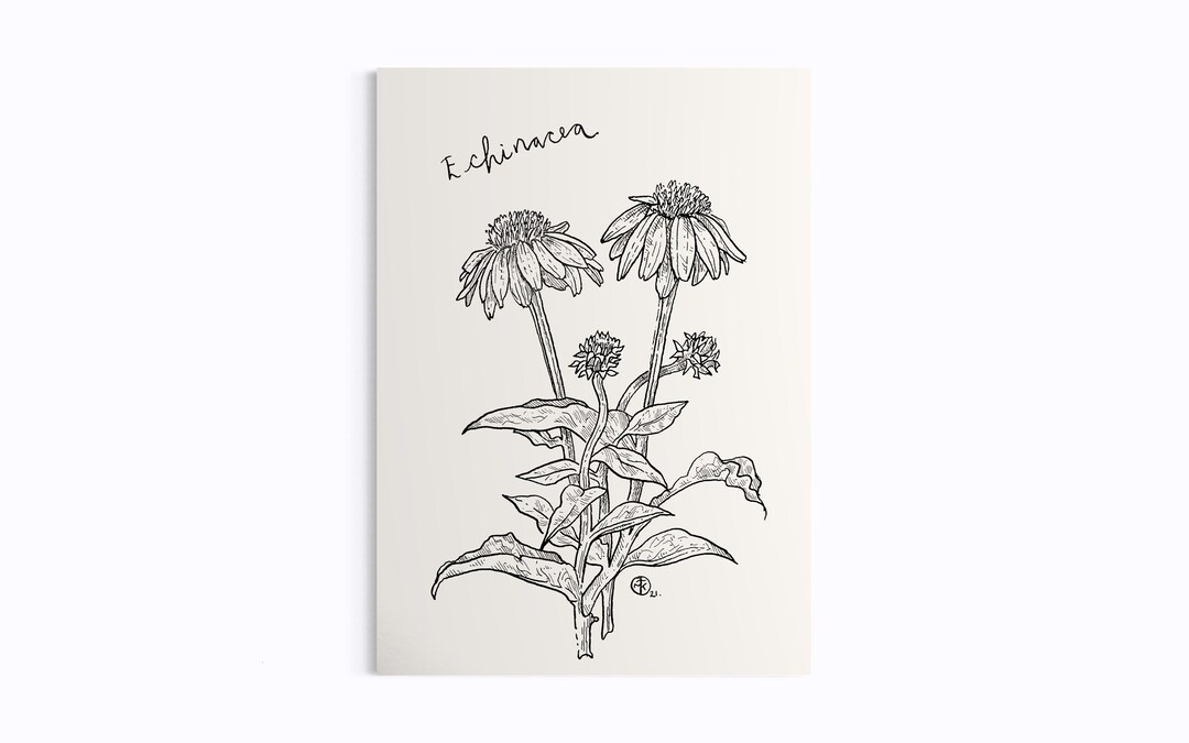 Original Ink Drawing, Echinacea, 5x7”, Ink Drawing, Botanical Art ...