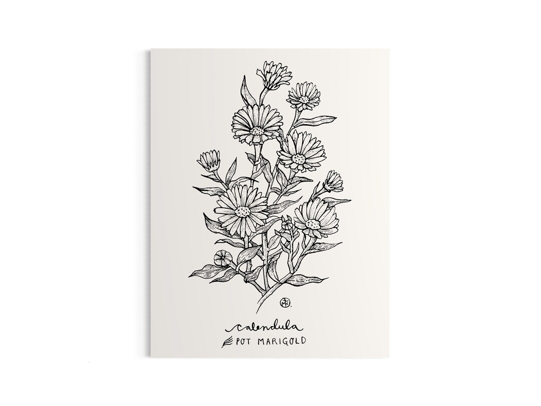 Calendula Mini Art Print, 4.25x5.5”, Botanical Illustration, Floral Art ...