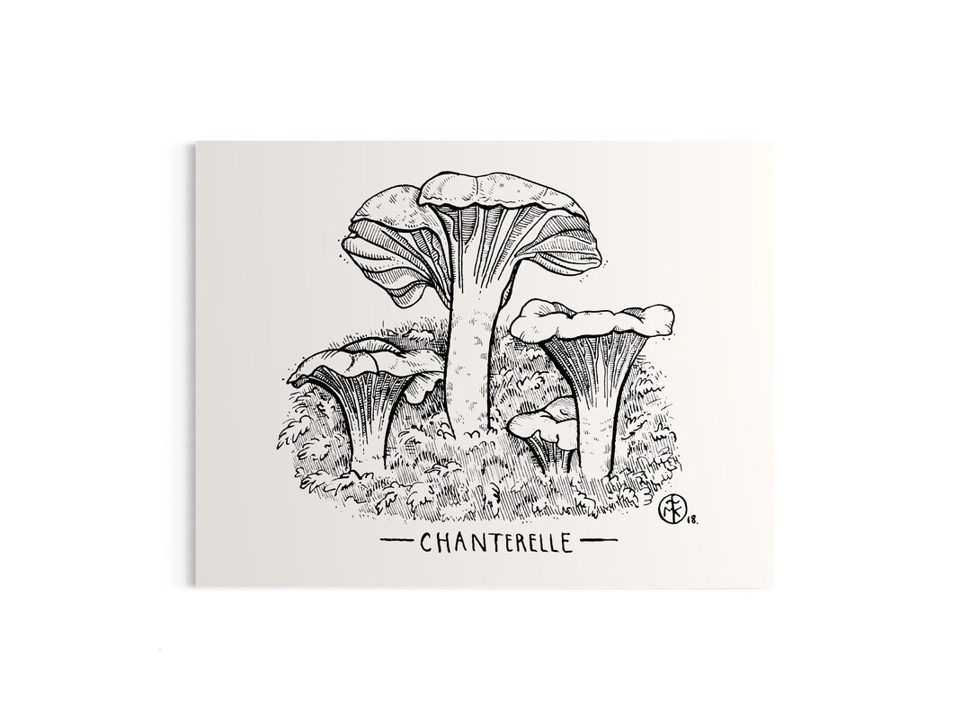 Chanterelle Mushroom Mini Art Print, 4.25x5.5”, Fungi Illustration ...