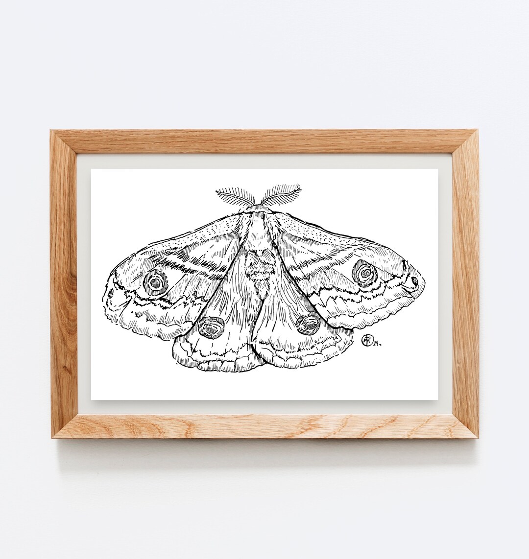 Original Ink Drawing. Moth Art. 4x5.5 Artwork - Etsy