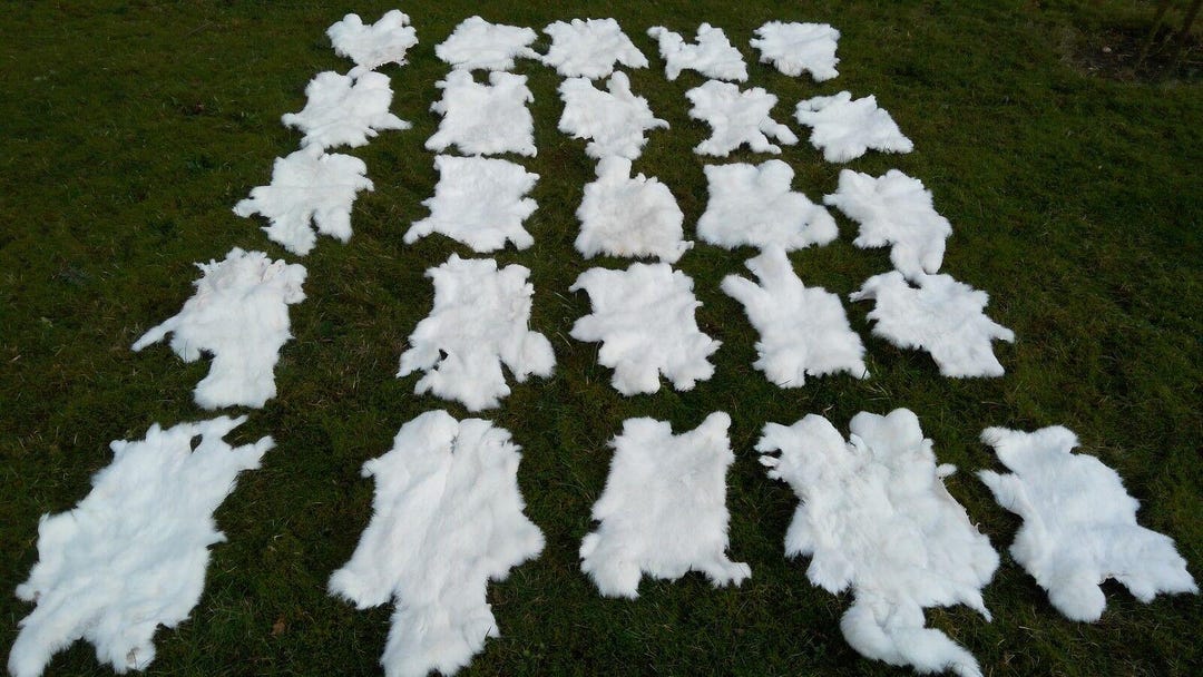 25x White Rabbit Skins Hassenfelle Rabbit Fur Rabbit Fur B ...