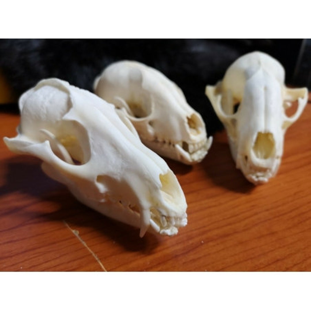 Real Obstfuchs / Marderhund / Tanuki Skull Bone Preparation Trophy Larp ...