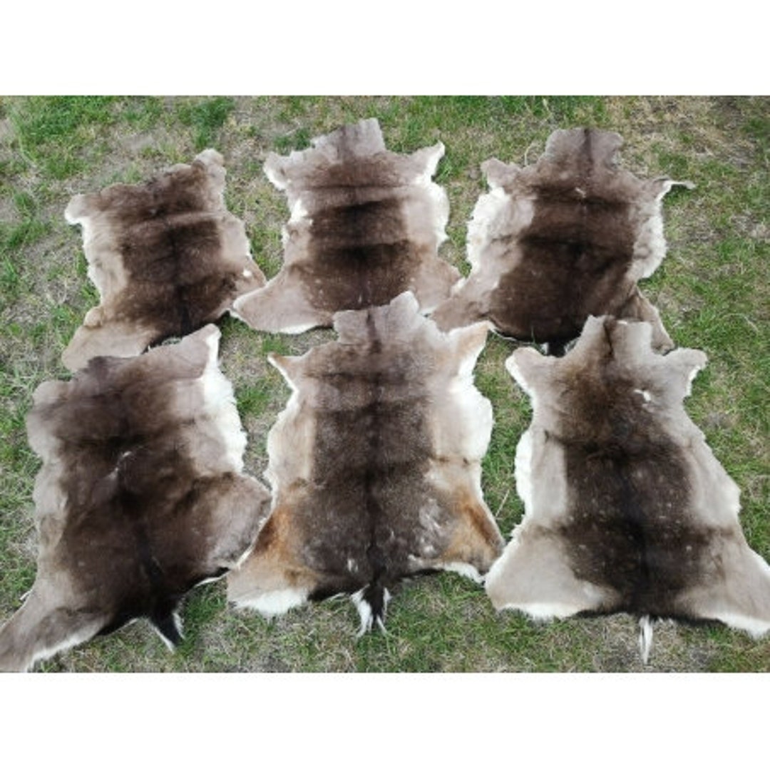 Fallow Deer Bambi Fallow Deer Deer Wild Fallow Deer Fur Larp Medieval ...