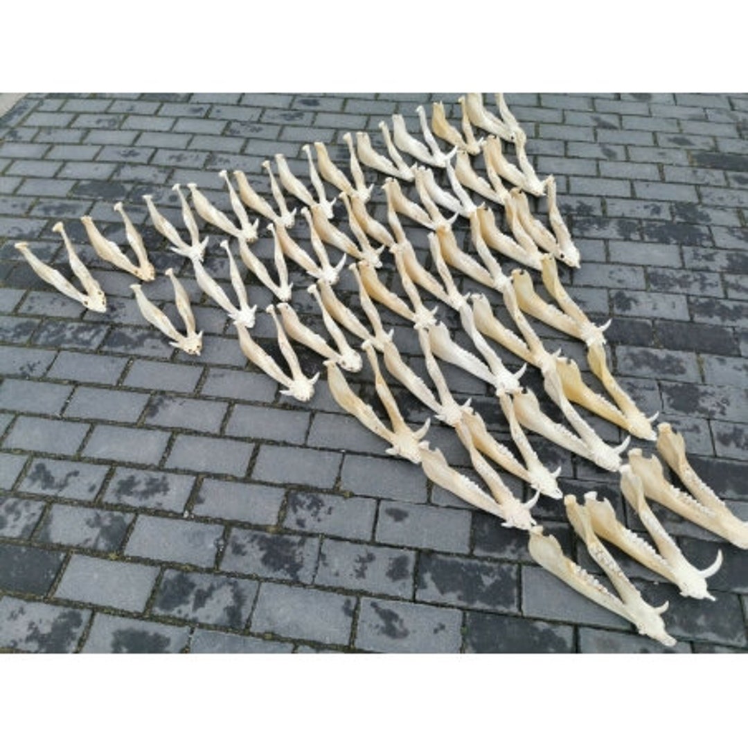 Wild Boar Lower Jaw Skull Sow Boar Bone Preparation 2 Choice Teeth ...
