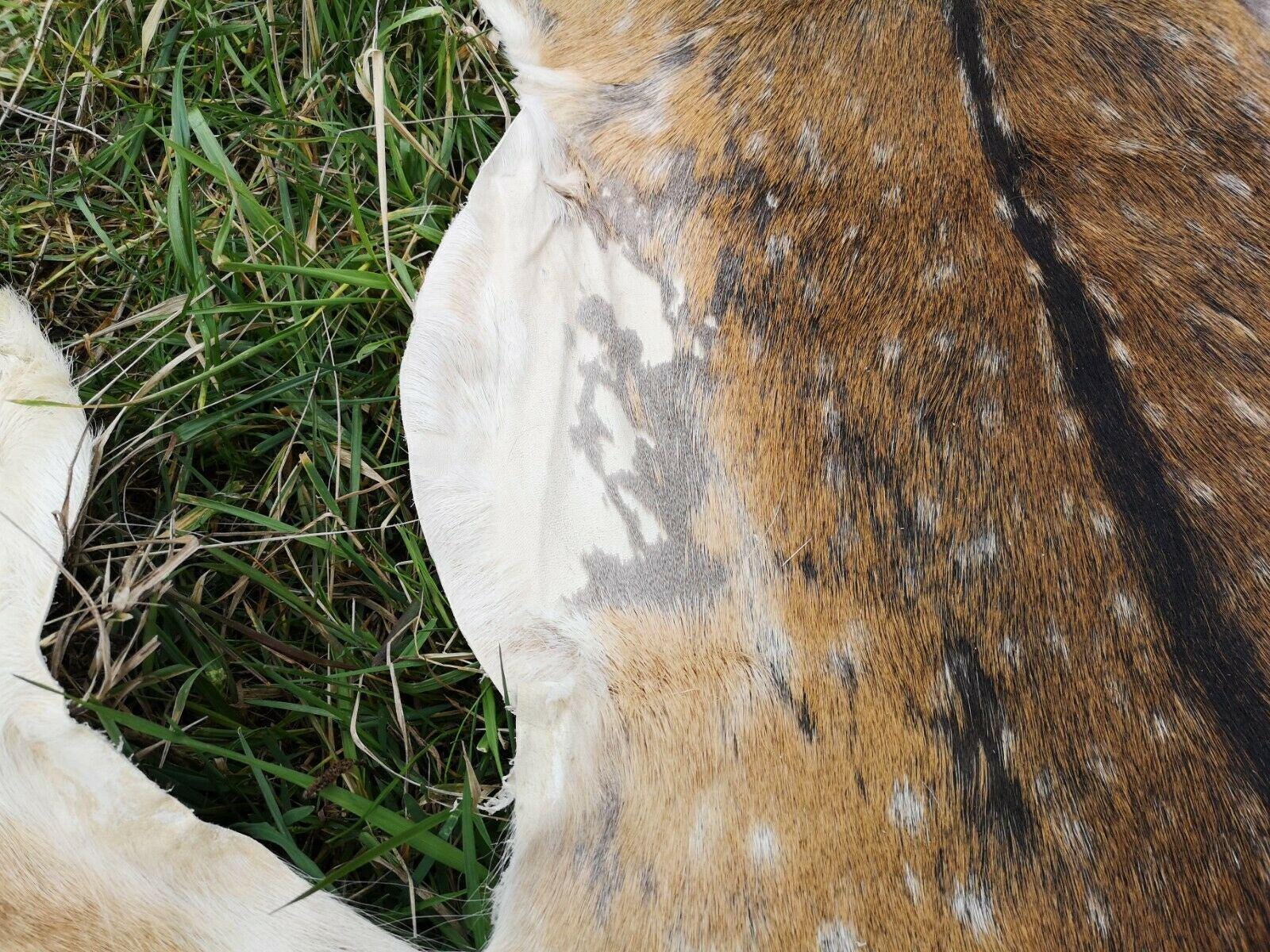 Fallow Deer Bambi Deer Fur Fallow Deer Blanket Larp Decoration ECO 2nd ...