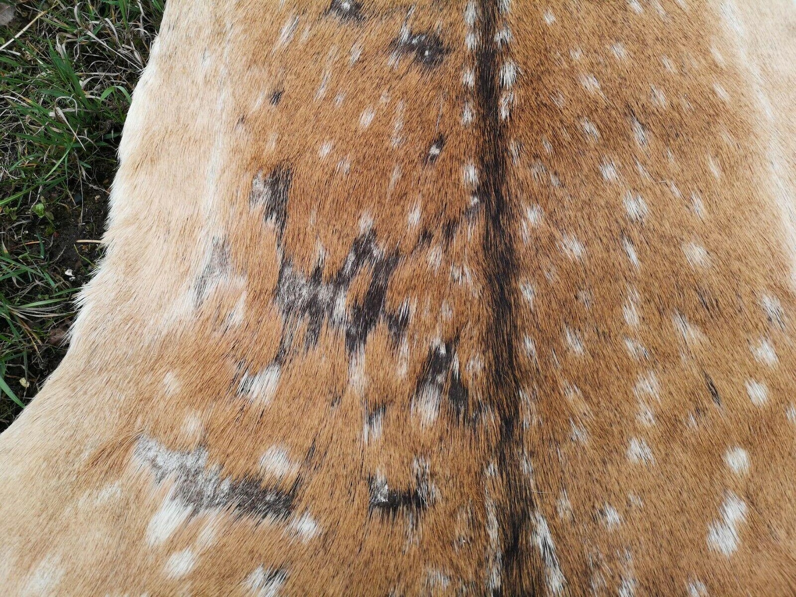 Fallow Deer Bambi Deer Fur Fallow Deer Blanket Larp Decoration ECO 2nd ...