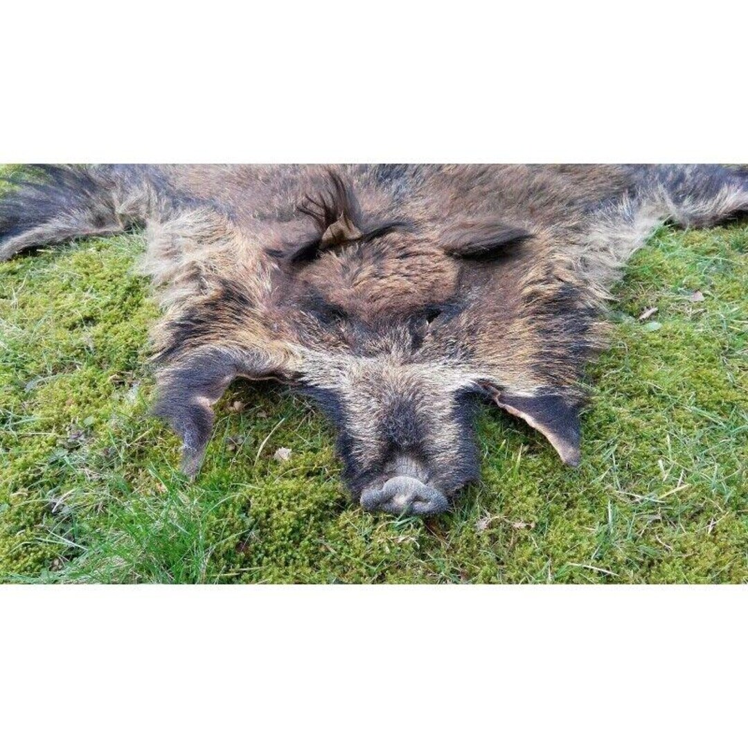 TOP Real Wild Boar Skin Wild Boar Fur Wild Boar XXL Boar Trophy - Etsy