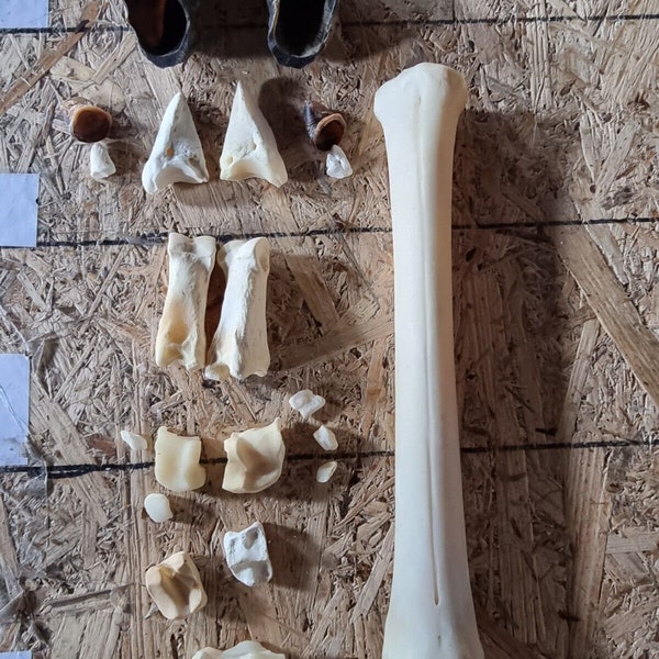 Cow leg bones - Etsy 日本
