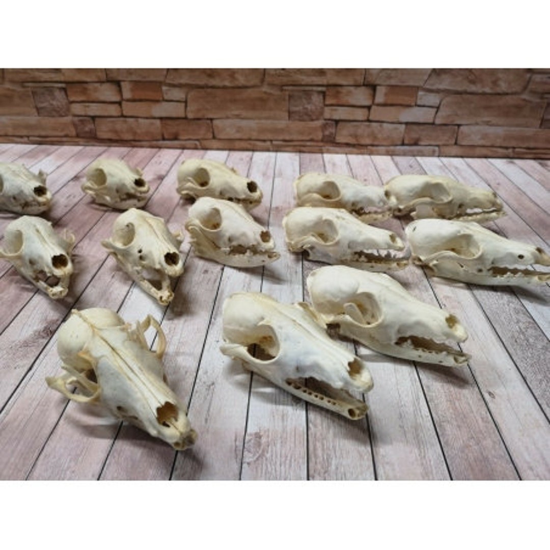 Real Fox Skull Red Fox Skull Bone Preparation Trophy Larp Without Teeth ...