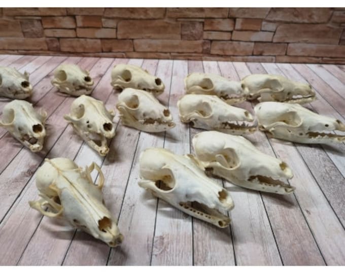 A Single English Red Fox Jaw Bone Ideal for Crafting. - Etsy Canada