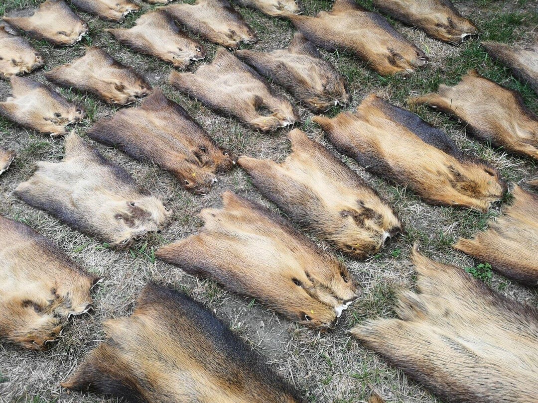 TOP XXL Nutria Skins Larp Middle Ages Craft NEW 55-70cm - Etsy