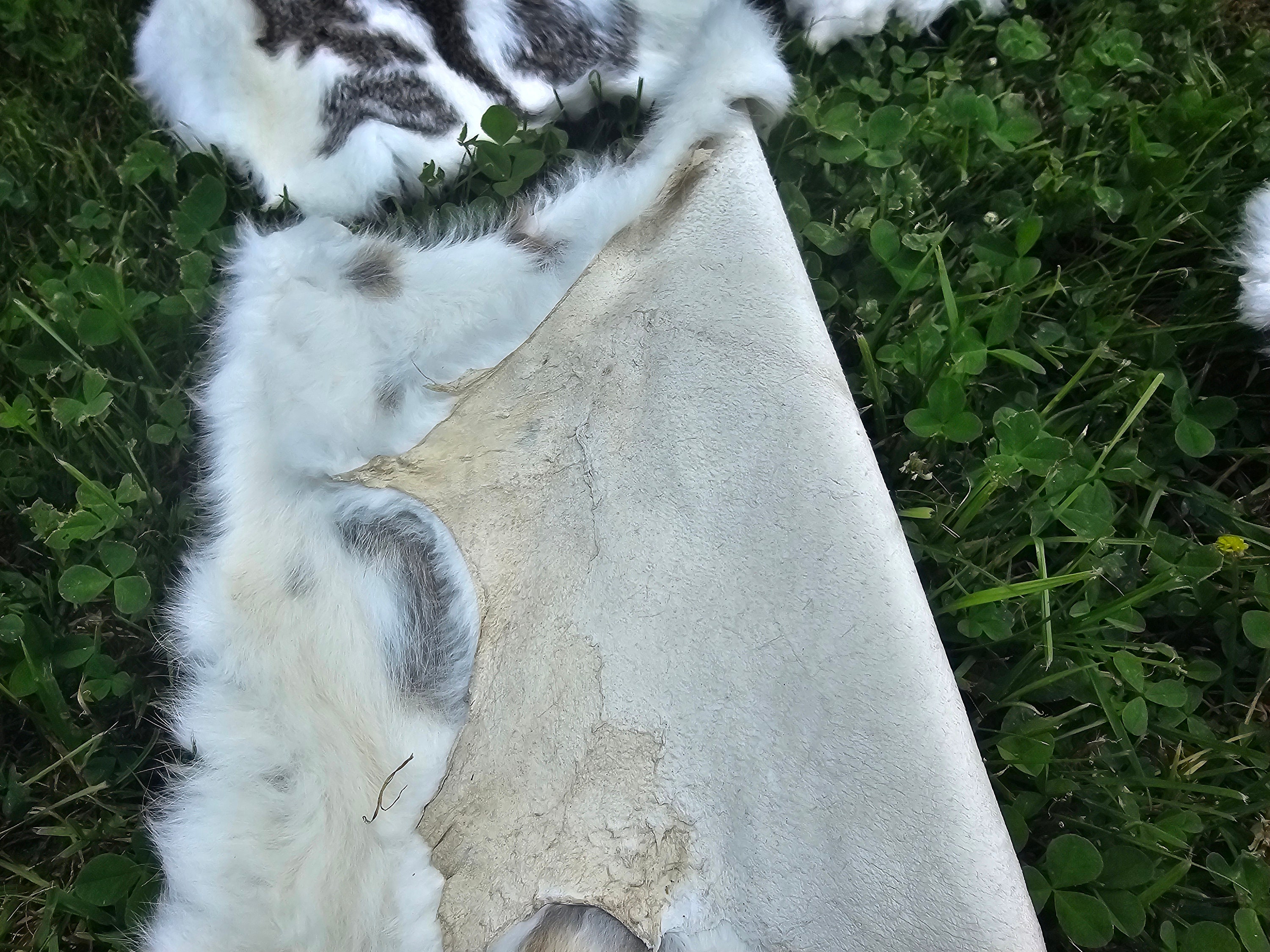 Rabbit Skins Rabbit Fur Many Natural Colors TOP Tanning - Etsy