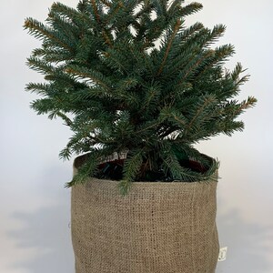 Eco Friendly Rustic Brown Hessian Christmas Tree Plant Pot Cover - Etsy