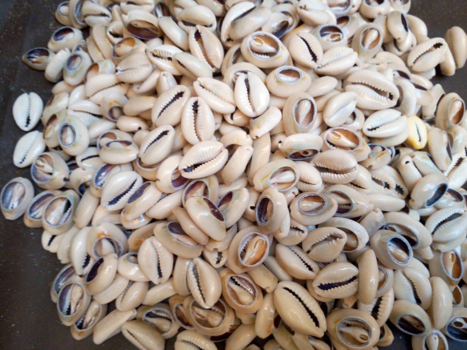 400g/275 300pcs AFRICAN COWRIE SHELLS Authentic 4 Jewelry | Etsy