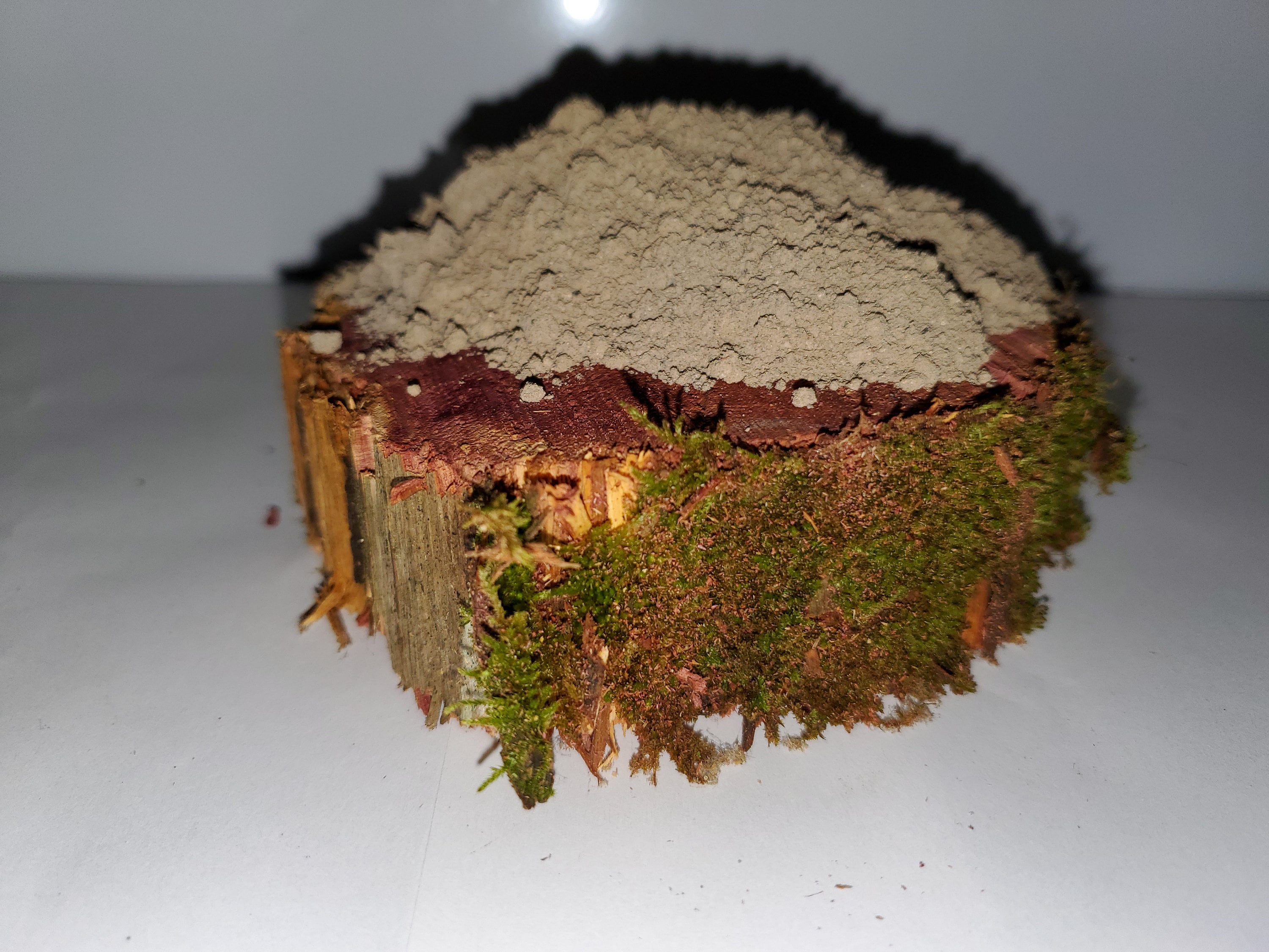 Rustic Cedar Altar Cedar Rounds - Etsy