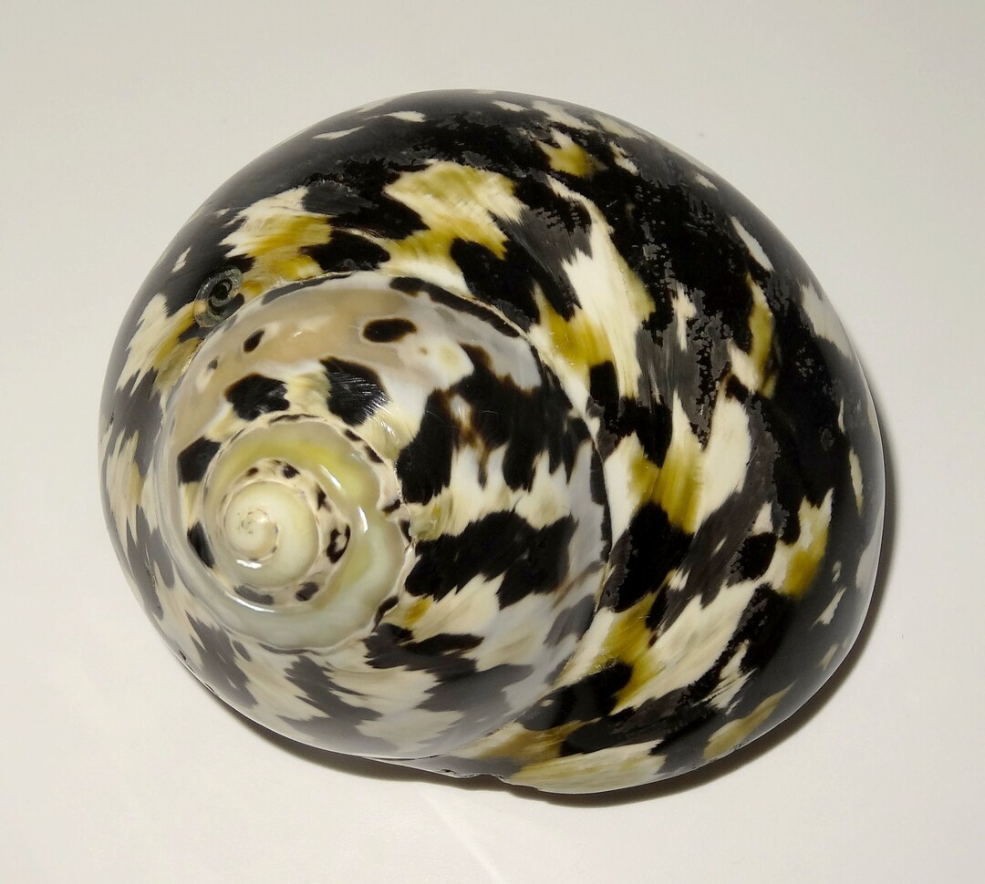 West Indian Top Shell - Etsy