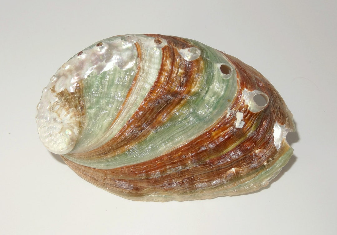 Japanese Abalone / Haliotis Discus Hannai Japanese Abalone / Haliotis ...