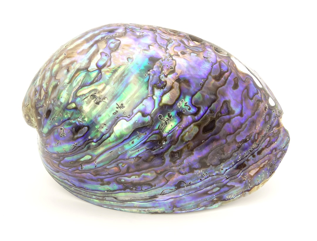 Paua Shell / Abalone / Haliotis iris - paua shell / ormeau / haliotis ...