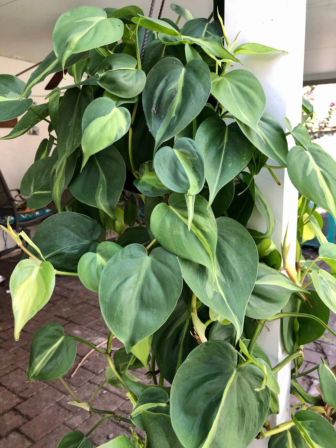 Brazilian Pothos Cuttings | Etsy