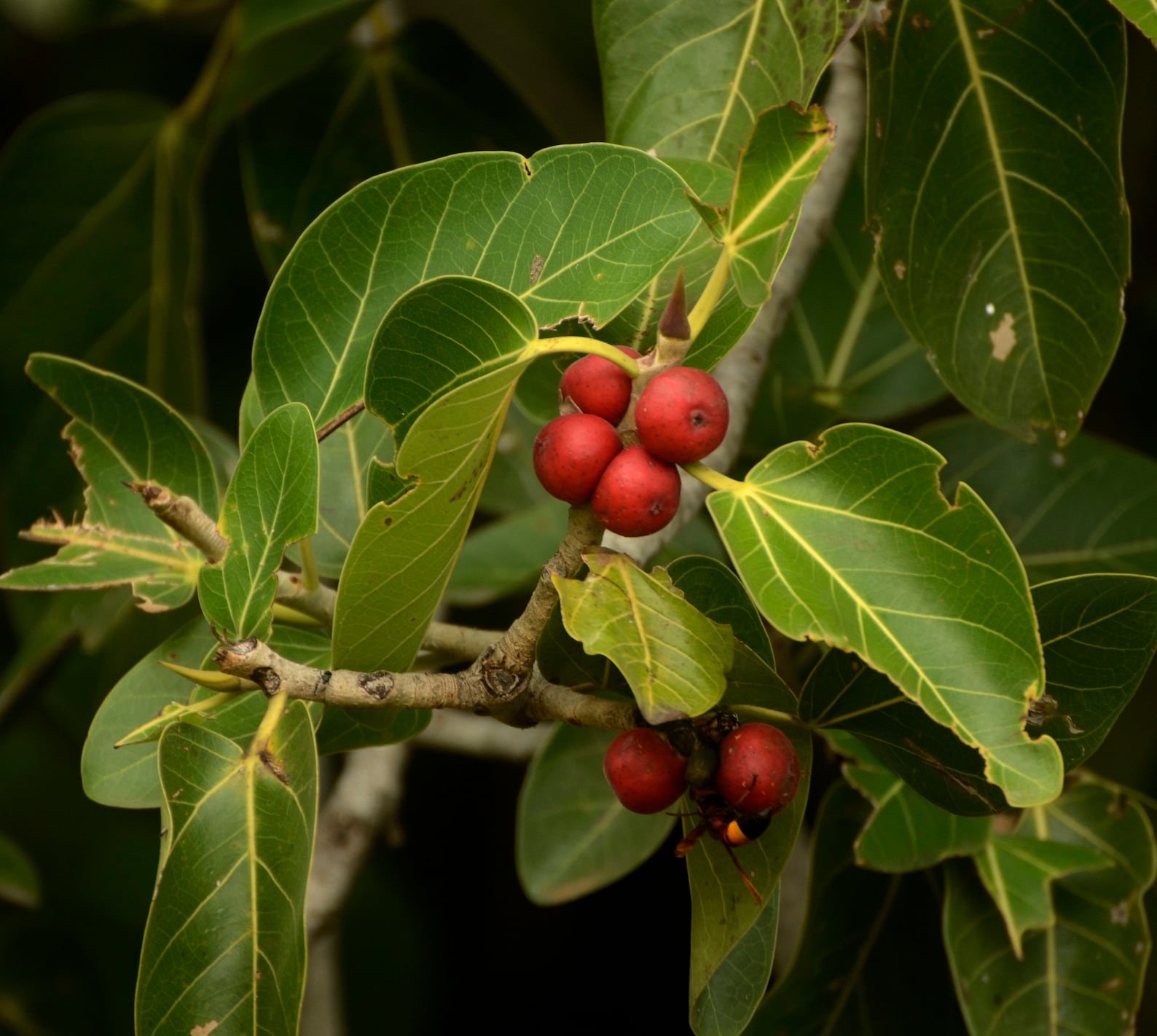 Banyan Tree Seed Ficus Benghalensis Tree Seed Excellent | Etsy