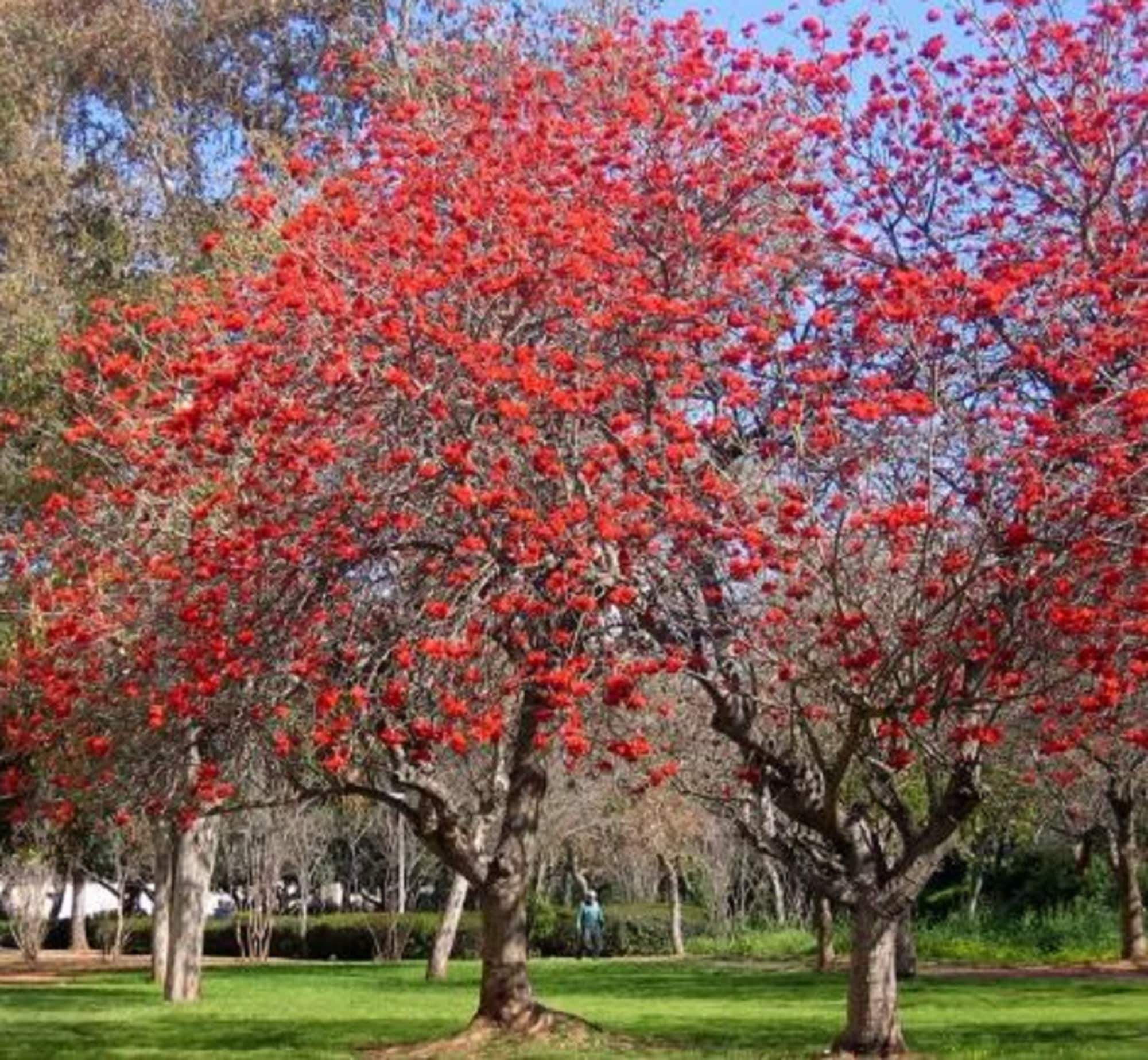 Erythrina Indica Tree Indian Coral Bean Tree Seed 30 | Etsy