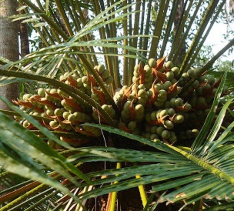 Buy Cycas Circinalis Dried Seed Cuts Queen Sago Dry Seed Online in ...