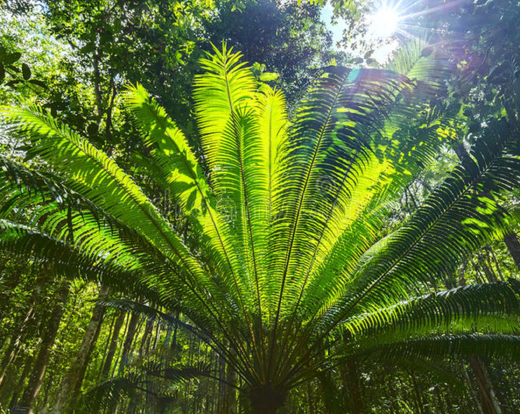Cycas Circinalis Dried Seed Cuts Queen Sago Dry Seed | Etsy India