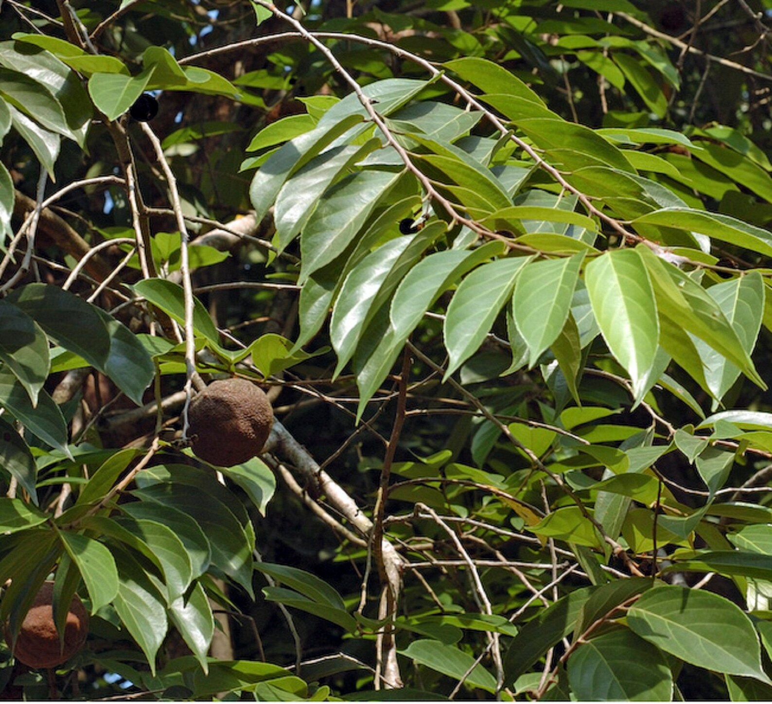Jangli Almond Hydnocarpus pentandrus Chalmogra Marotti Tree | Etsy