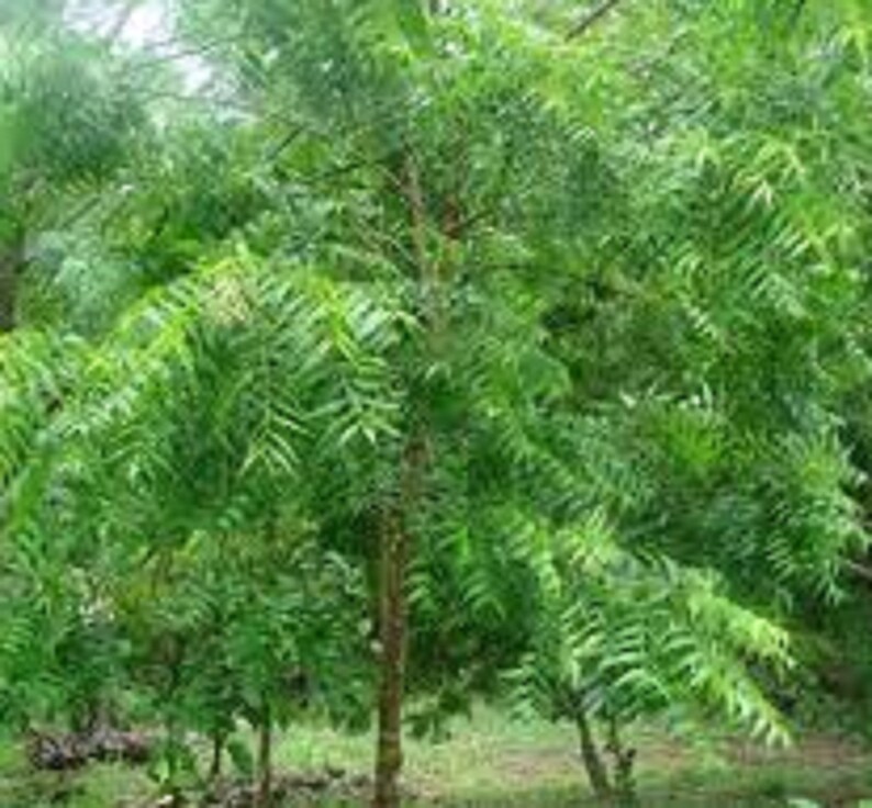 Neem tree Margosa tree seeds Azadirachta fast growing tree | Etsy