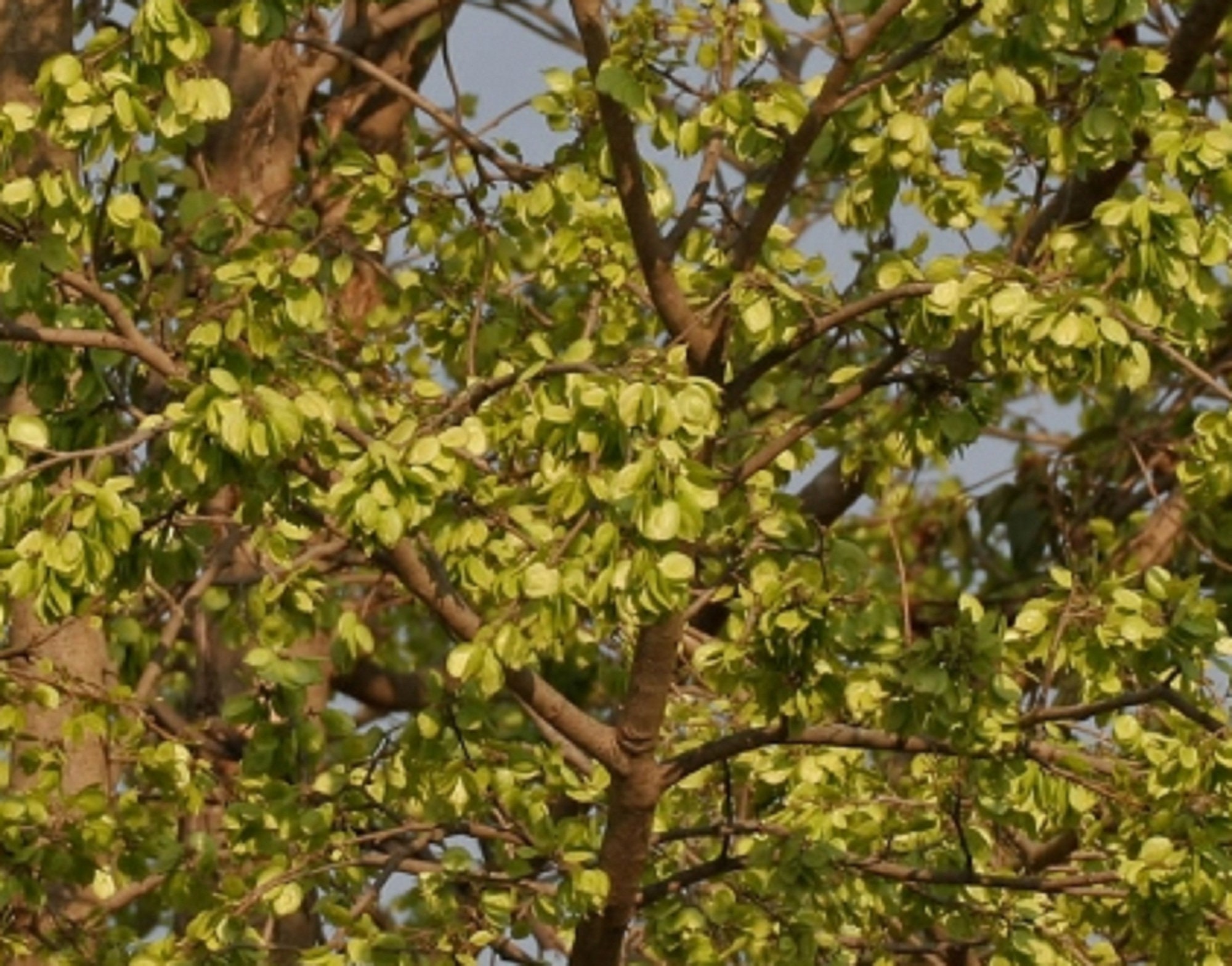 Indian Elm Tree Seed Chilbil Holoptelea integrifolia Aaval | Etsy