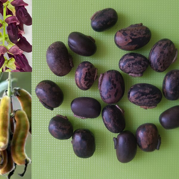 Velvet Bean - Etsy