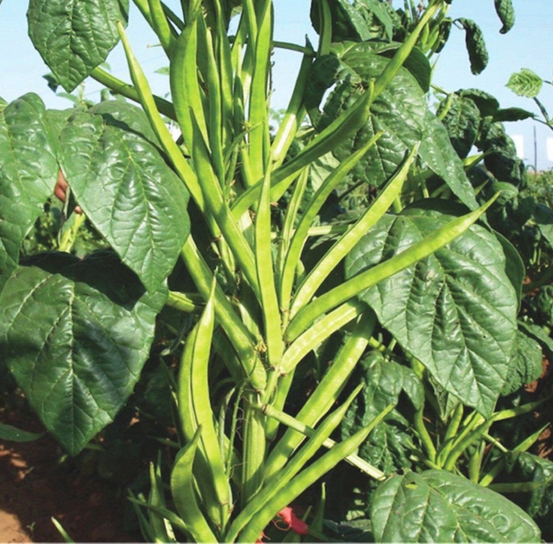 Guar Cluster Bean Seeds Cyamopsis tetragonoloba Guar | Etsy Nederland