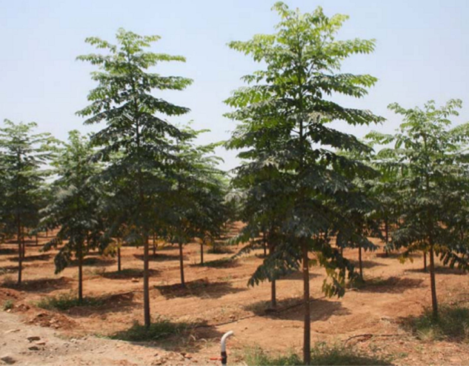 Melia Dubia Malabar Neem Mahanim Hebbevu Fast Growing - Etsy Australia