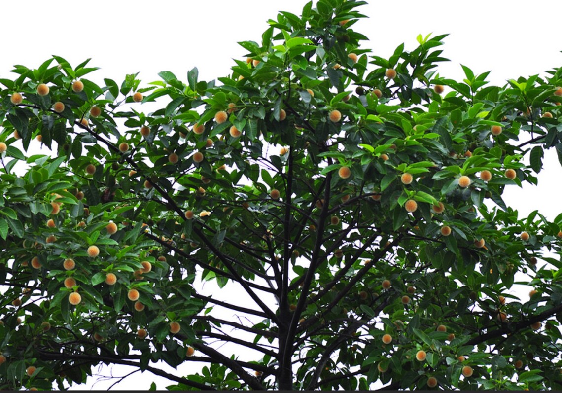 Kadam Tree Seed Neolamarckia Cadamba Tree Burflower Tree | Etsy