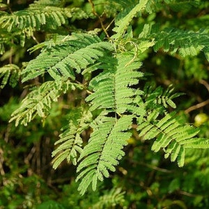 Natural Bath Scrubber, Incha , Enja, Nikuncham, Eencha Acacia Caesia ...