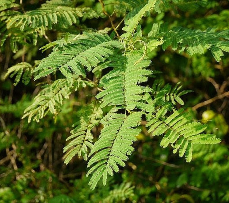 Natural Bath Scrubber Incha Enja Nikuncham Eencha Acacia - Etsy