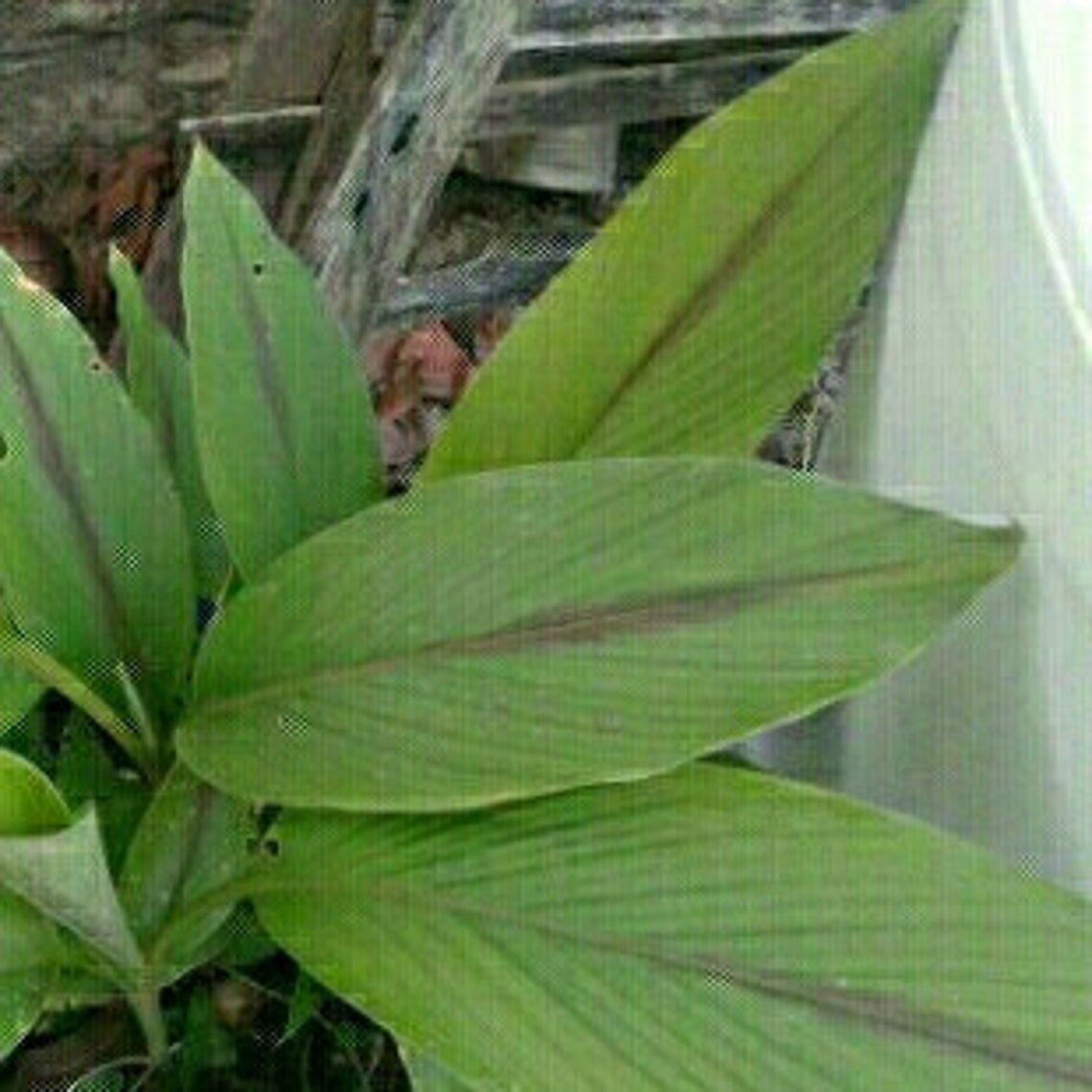 Curcuma Amada Rhizomes Mango Ginger Curcuma Mangga White | Etsy