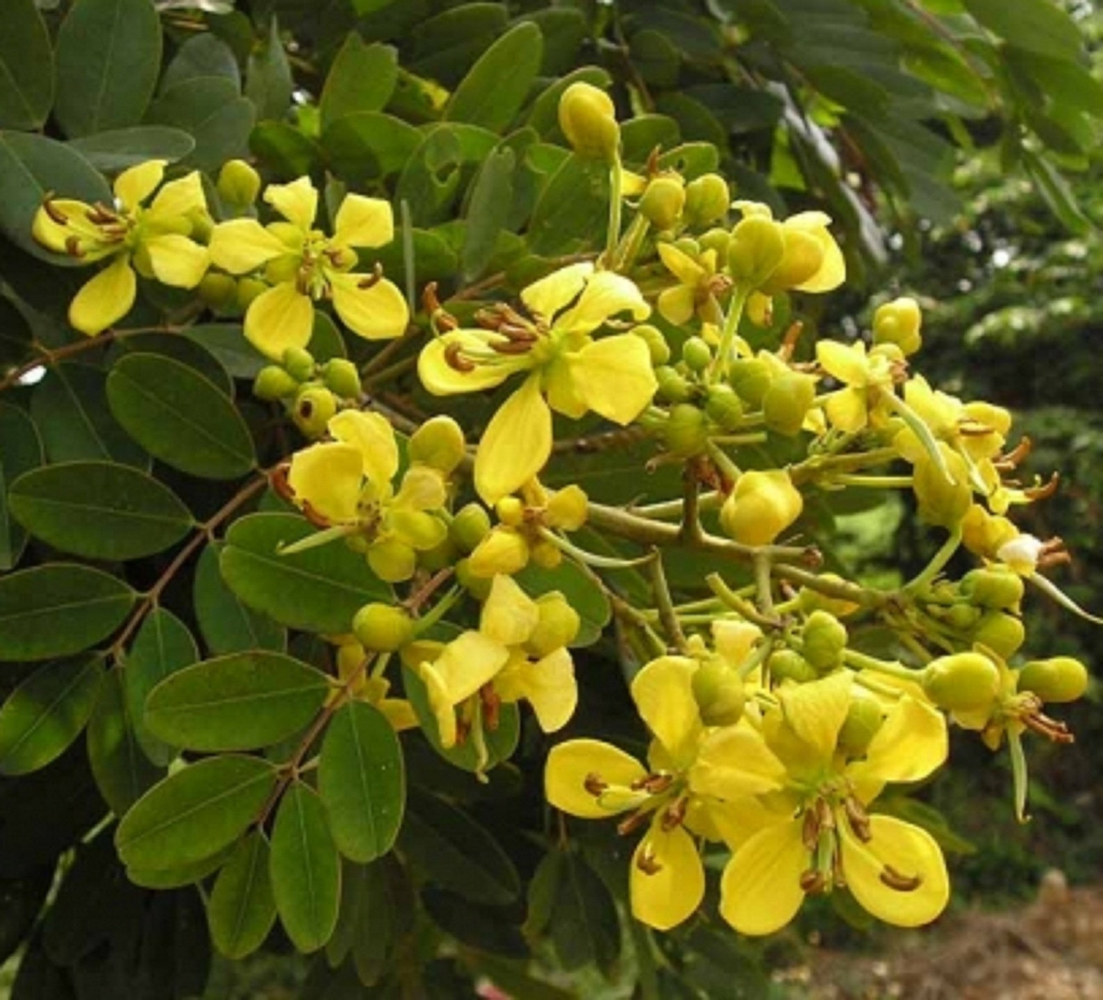 Cassia Siamea Tree Seeds Siamese Senna Kassod Tree Seed - Etsy