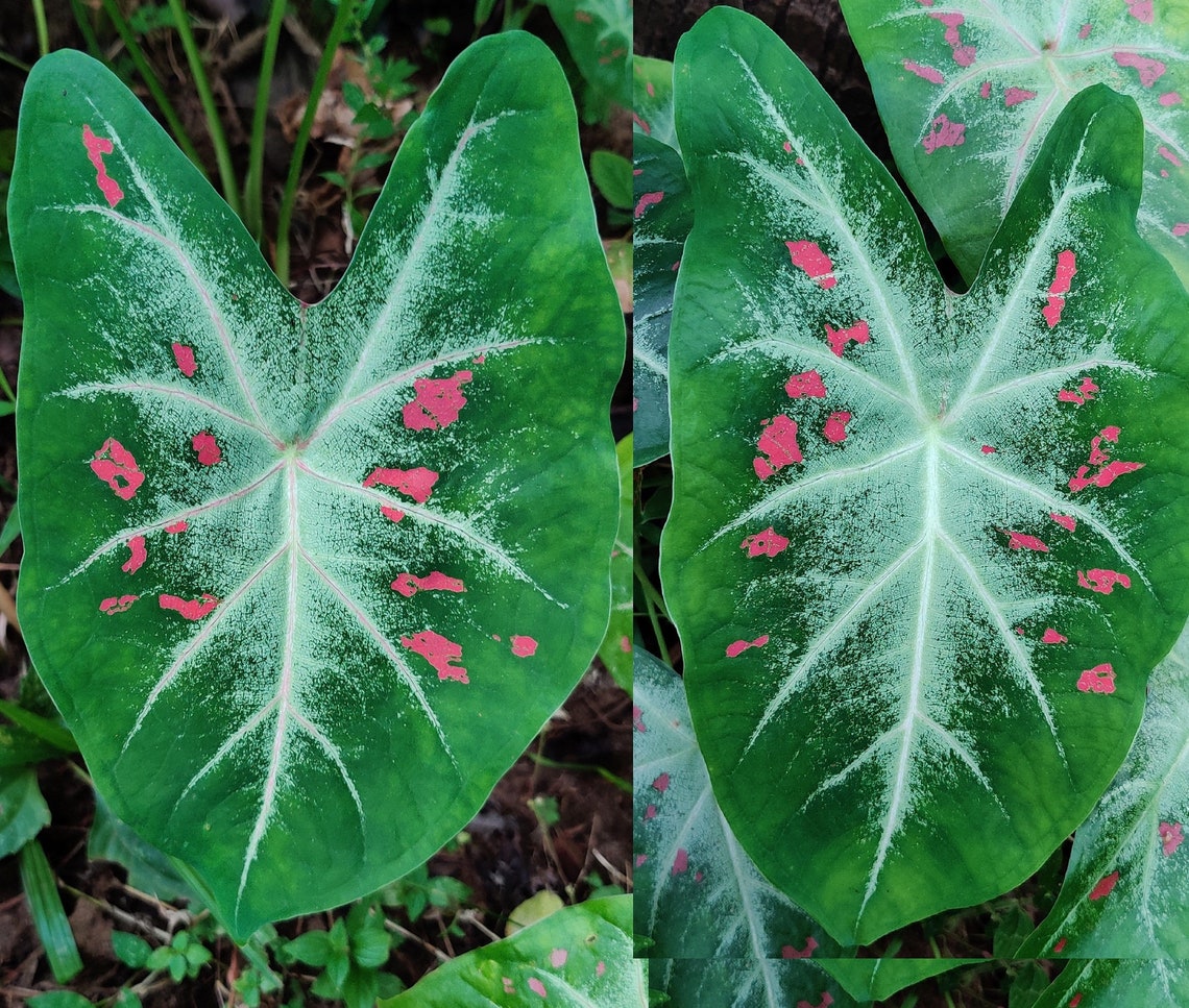 Caladium Rare Ginger Land Gingerland Caladium Fancy Leaf | Etsy