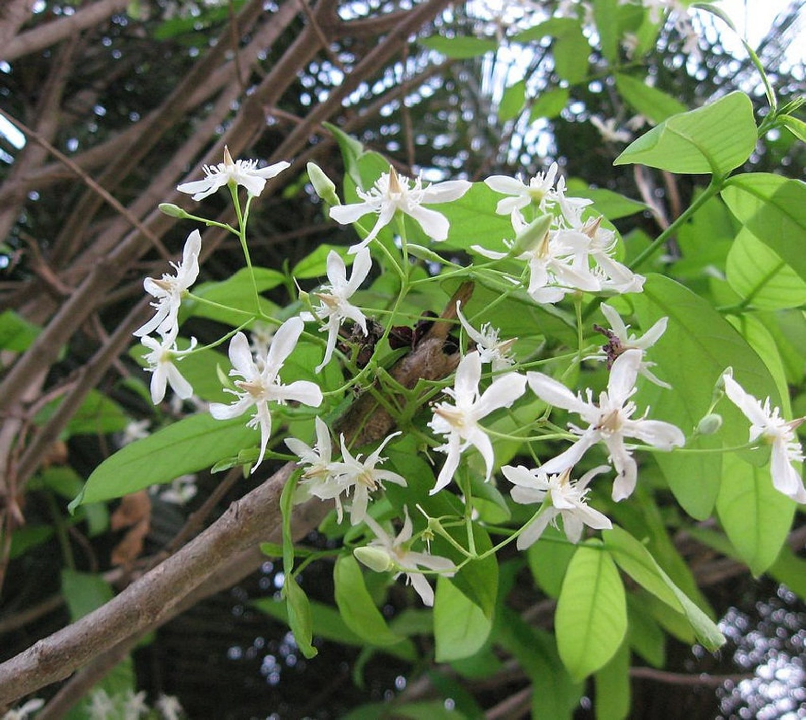 Wrightia Tinctoria Dyers Oleander Danthapala Ivory Wood | Etsy