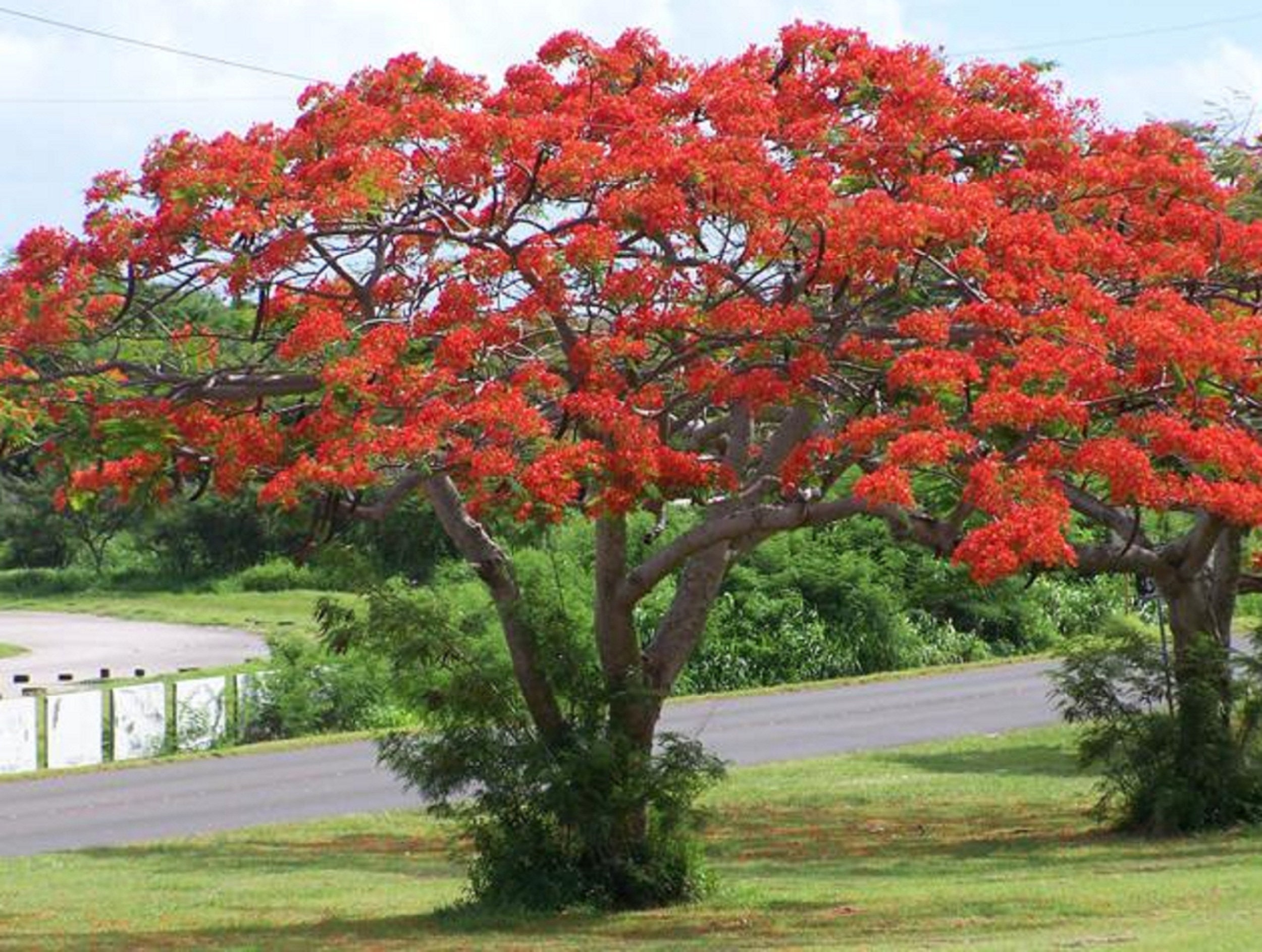 Butea Monosperma Llama del Árbol del Bosque Butea Frondosa - Etsy España