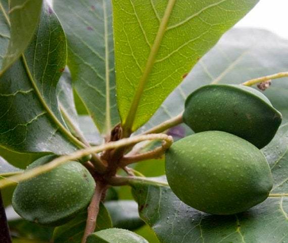 West Indian Almond Tree