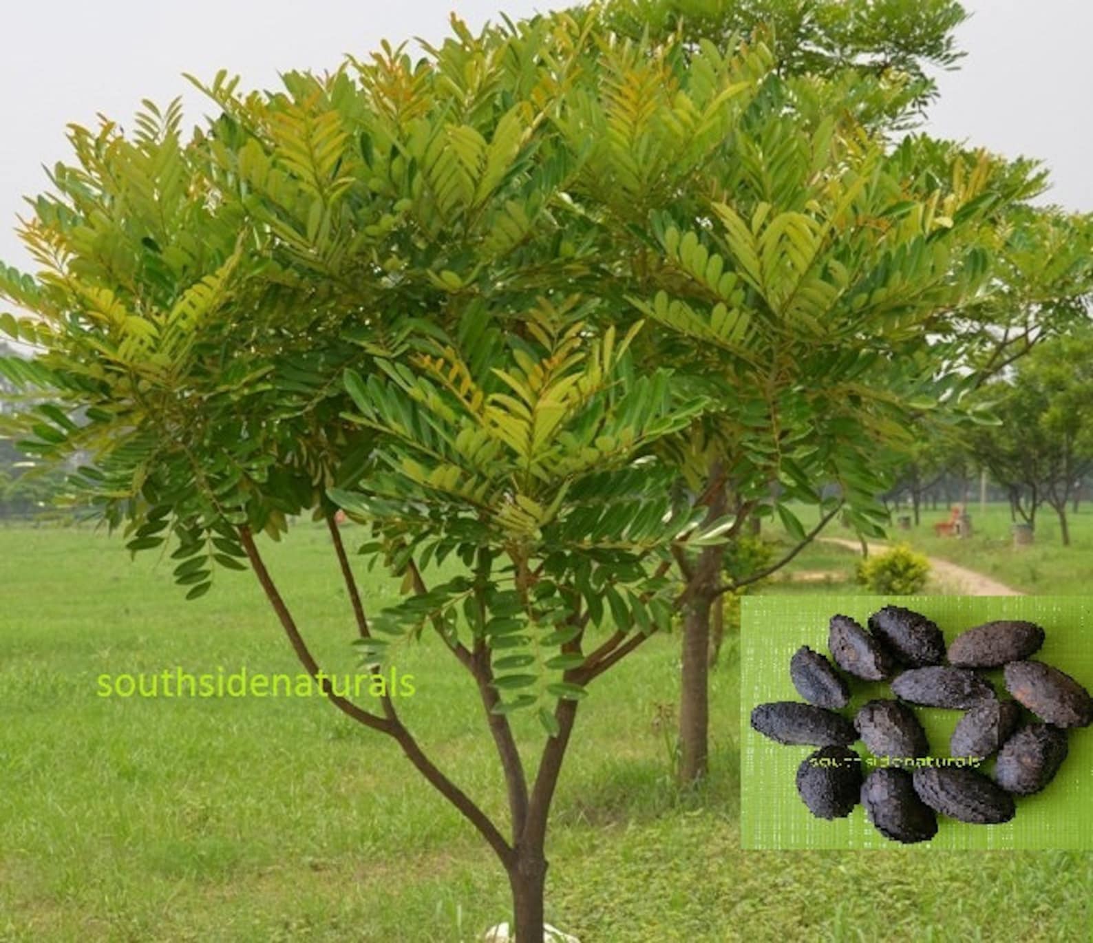 Paradise Tree Plant Simarouba Glauca Lakshmitaru 12 Nos. | Etsy